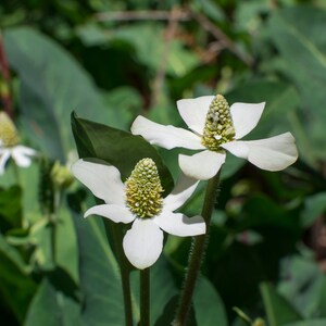 Yerba Mansa / 50 Seeds / Anemopsis Californica / Wetland Plant - Etsy