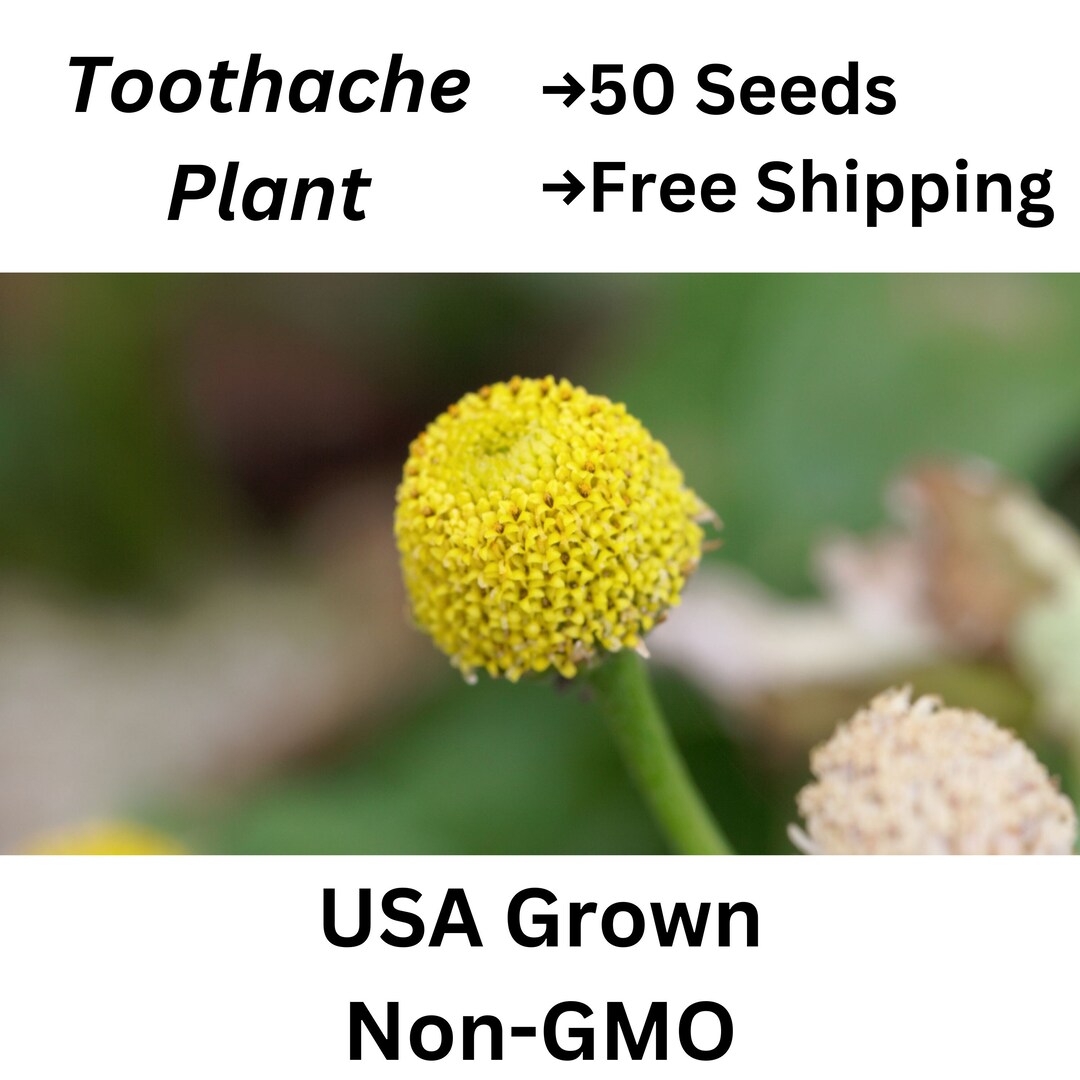 Acmella Oleracea 50 Seeds Free Ship Toothache Plant / Buzz Button ...