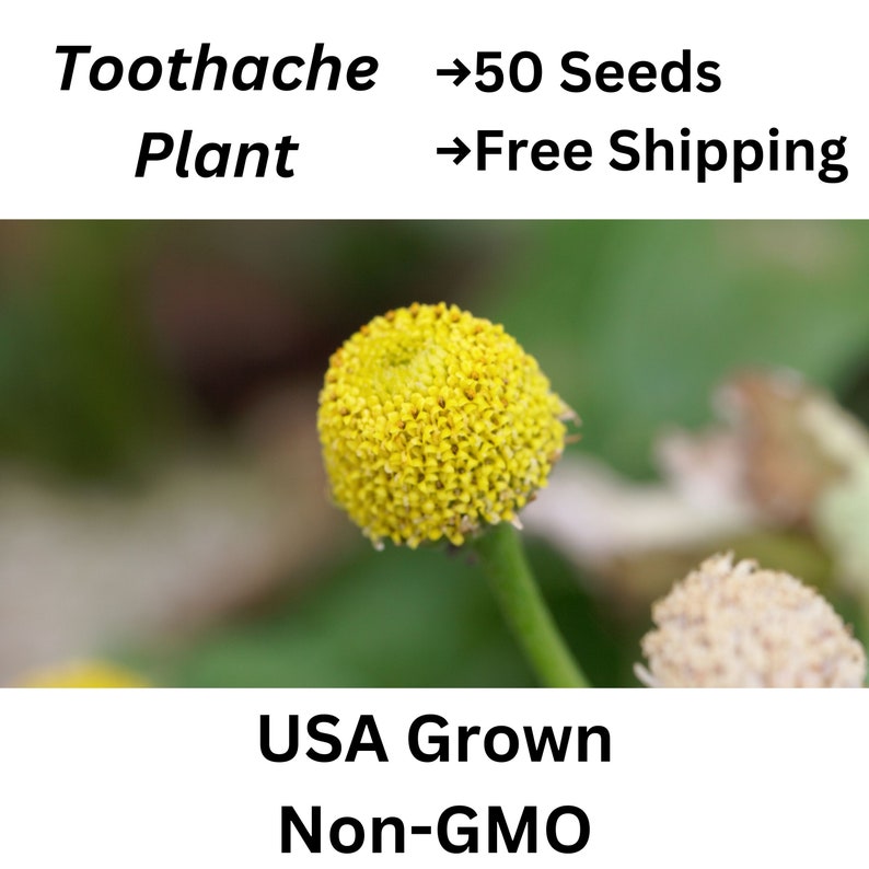 Acmella Oleracea 50 Seeds Free Ship Toothache Plant / Buzz Button ...