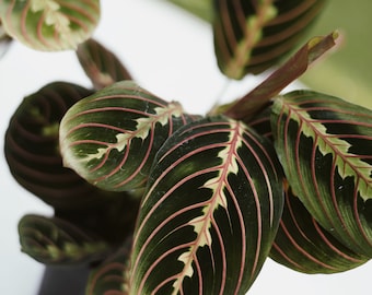 Variegated Tri Color Ginger Tropical Plant Red Green White | Etsy