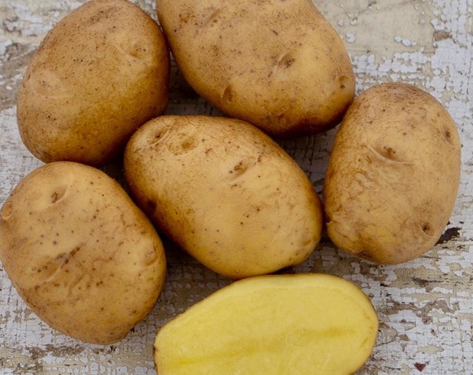 German Butterball Seed Potatoes - for Planting 2026 - Organic (solanum ...