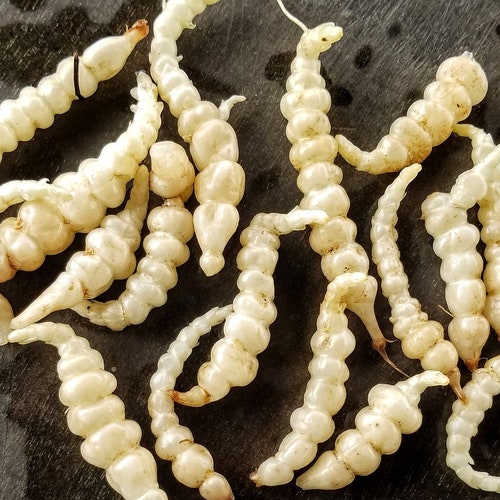 Crosnes Tubers Stachys Affinis the Chinese Artichoke - Etsy