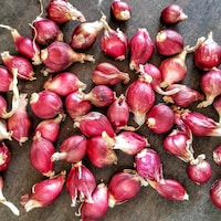 Potato Onion Seeds ~ Open Pollinated Heirloom Multiplier Onions - Etsy