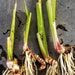 Sweet Flag Plant / Root - Live Bare Root - Organic (acorus Americanus ...