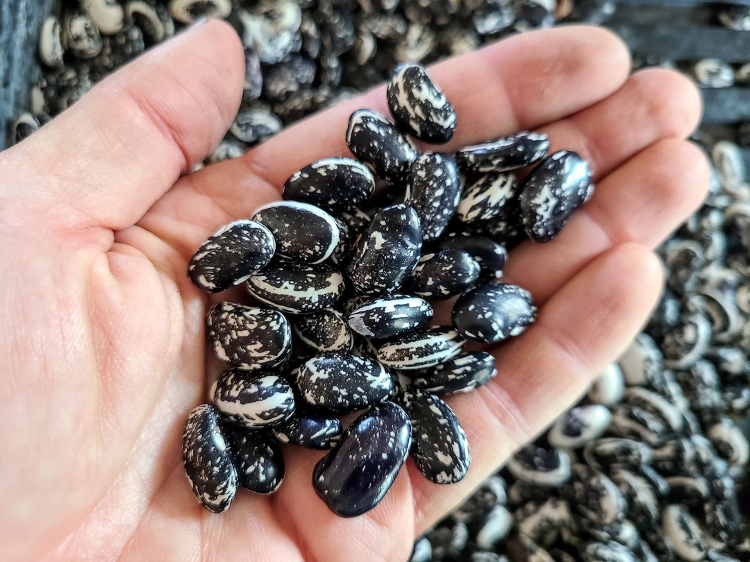 Haudenosaunee Skunk Bean - 40 Seeds - AKA Iroquois - Heirloom Non-gmo ...