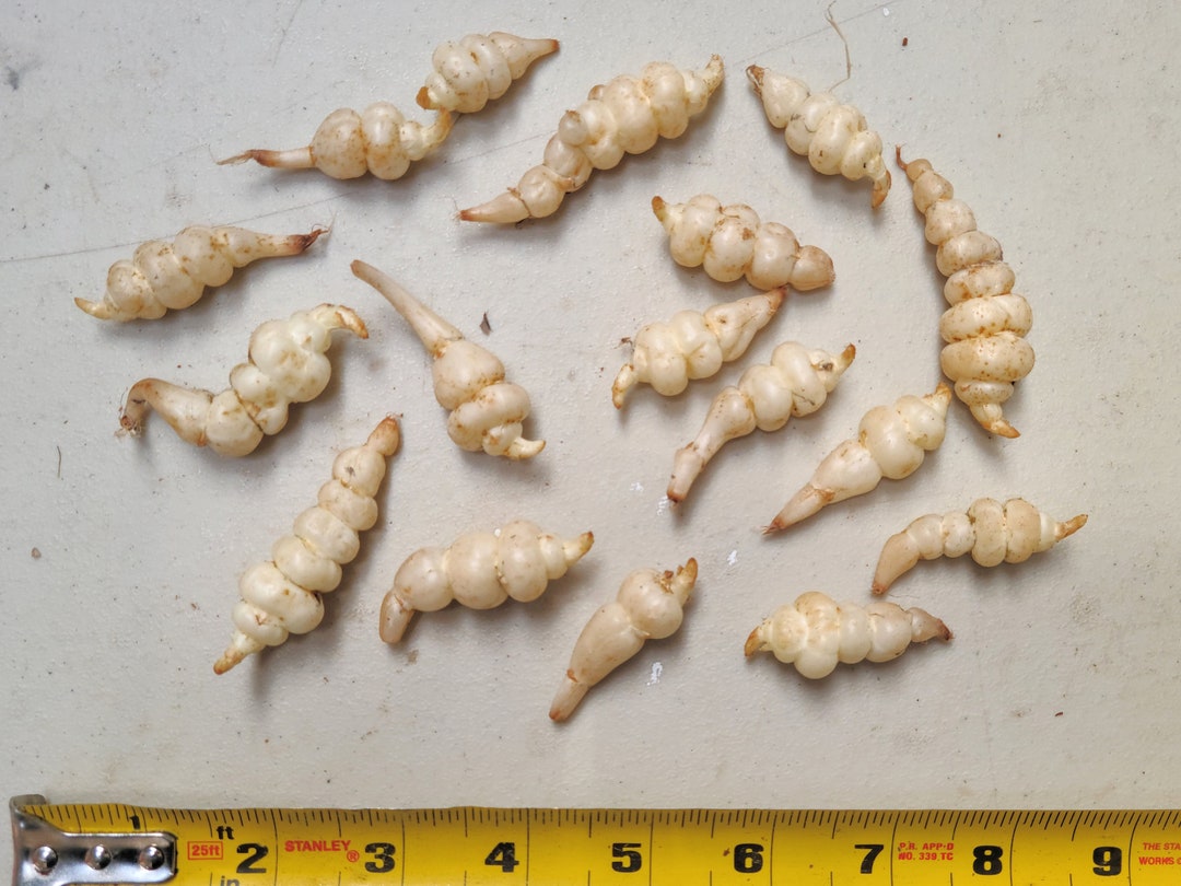 Chinese Artichoke Live Tubers / Roots AKA Crosnes, Betony, Gan Lu Zi ...