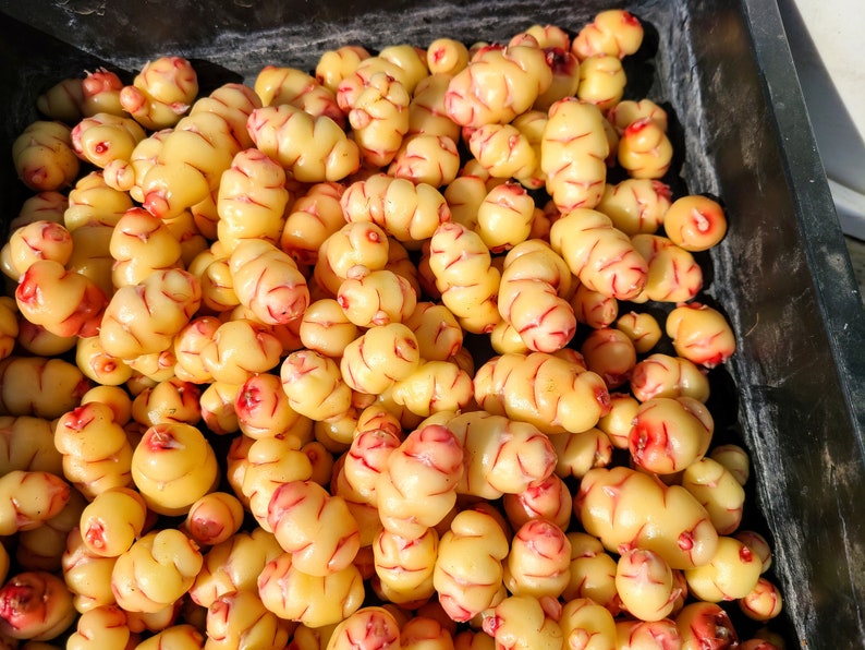 Oca Seed Tubers / Root for Planting Uqa New Zealand Yam - Etsy
