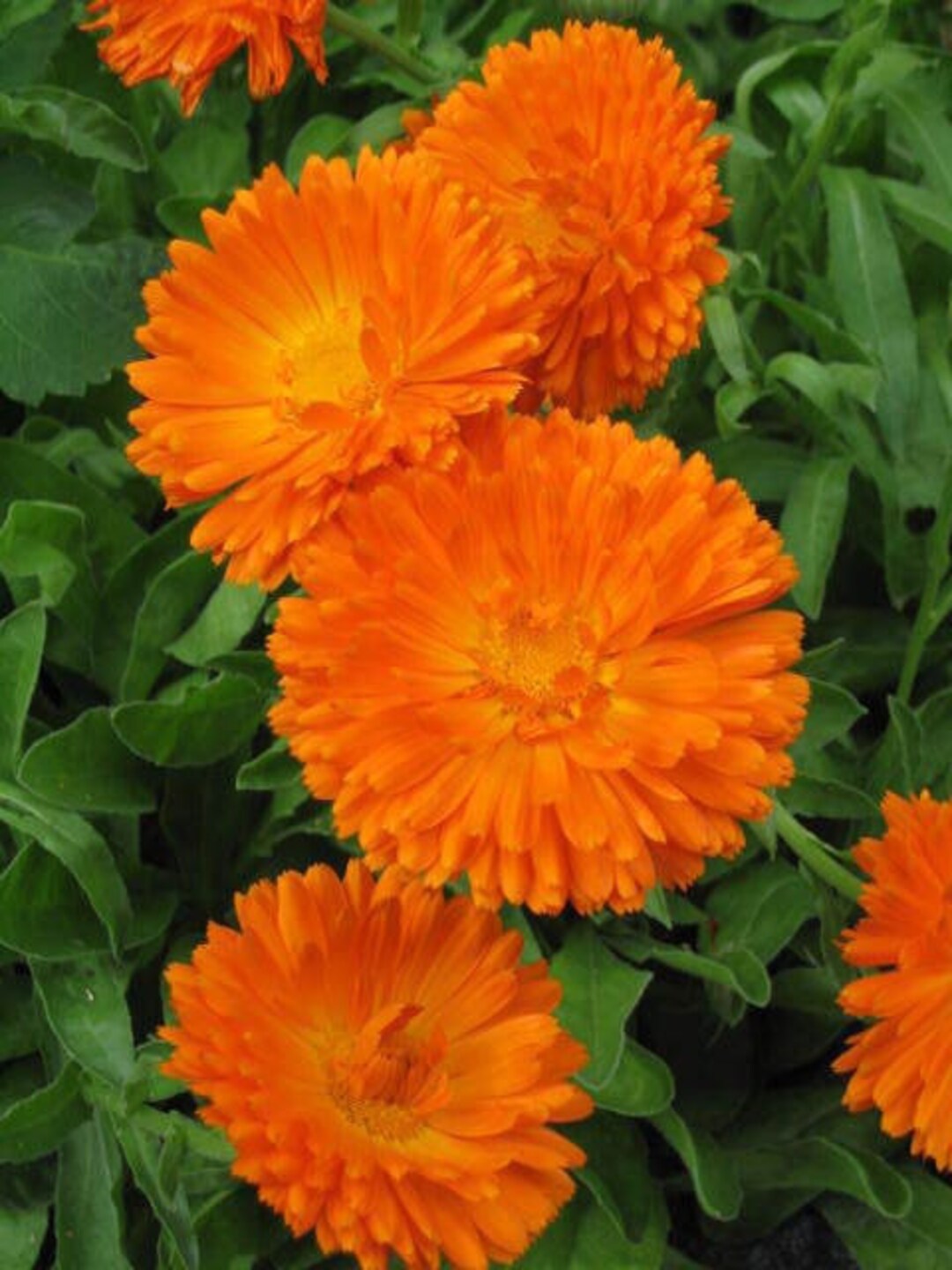 Orange King Calendula 30 Seeds - Heirloom Non-gmo - Organic (calendula ...