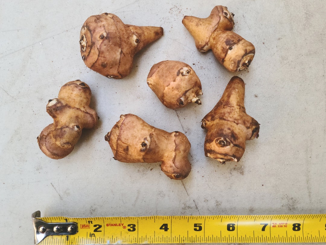 White Fuseau Sunchoke Seed Tubers for Planting - AKA Jerusalem ...