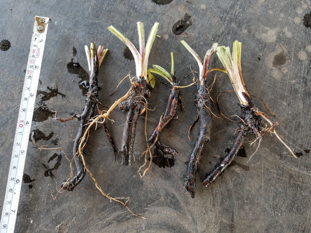 Russian Comfrey Plant Crown Bocking 14 Variety - Establishes Quicker ...