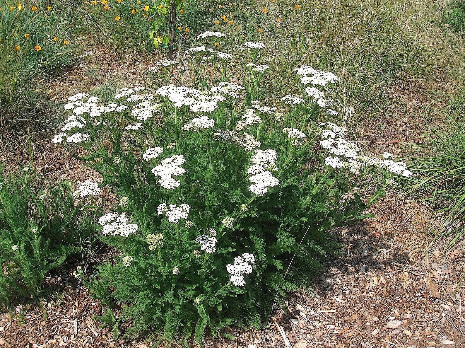 Yarrow Plants white Small Bare Root Organic achillea - Etsy Canada