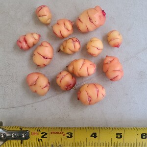 Oca Seed Tubers / Root for Planting - Uqa, New Zealand Yam - Organic ...