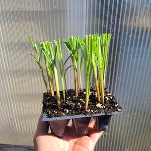 Chufa Seed Tubers for Planting - AKA Tiger Nut, Atadwe, Nutsedge ...