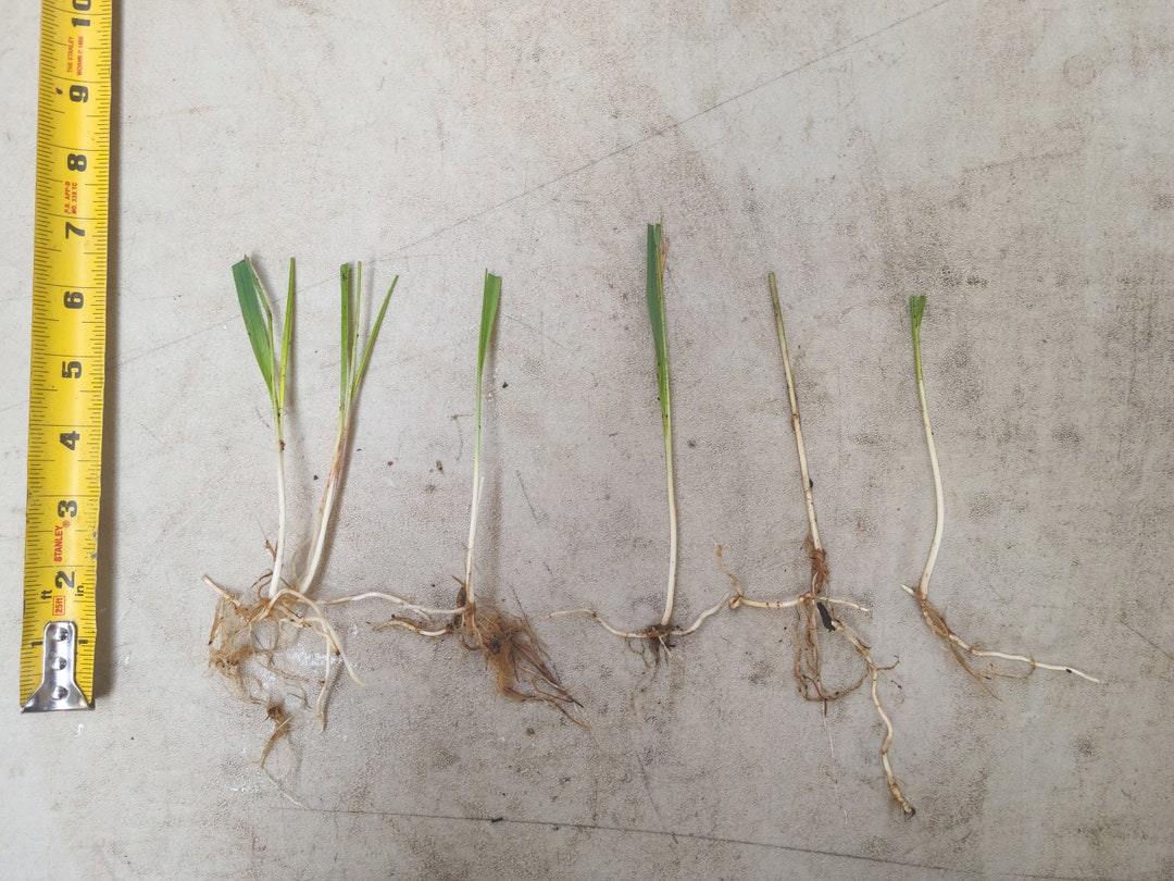 Sweet Grass Plant / Root - Live Bare Root - AKA Manna, Holy, Vanilla ...