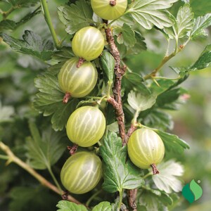 Gooseberry & Currant Live Cuttings - Black Velvet, Josta, Captivator ...