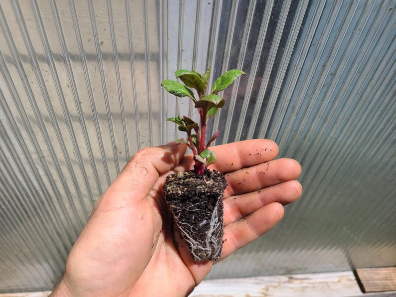 Ulluco Seed Tubers / Root for Planting - Illaco, Melloco, Chungua, Ruba ...