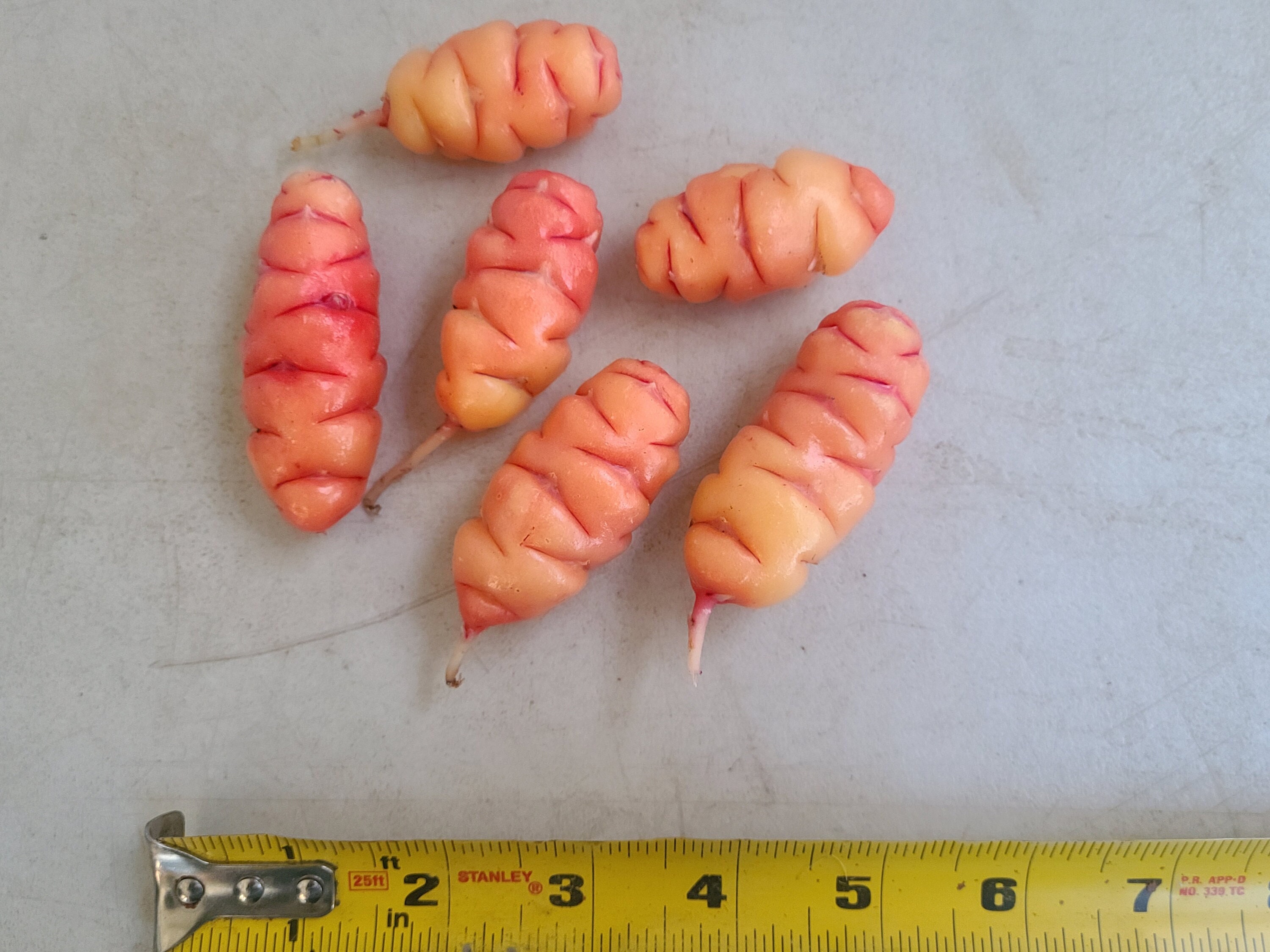 Oca Seed Tubers / Root for Planting Uqa New Zealand Yam - Etsy