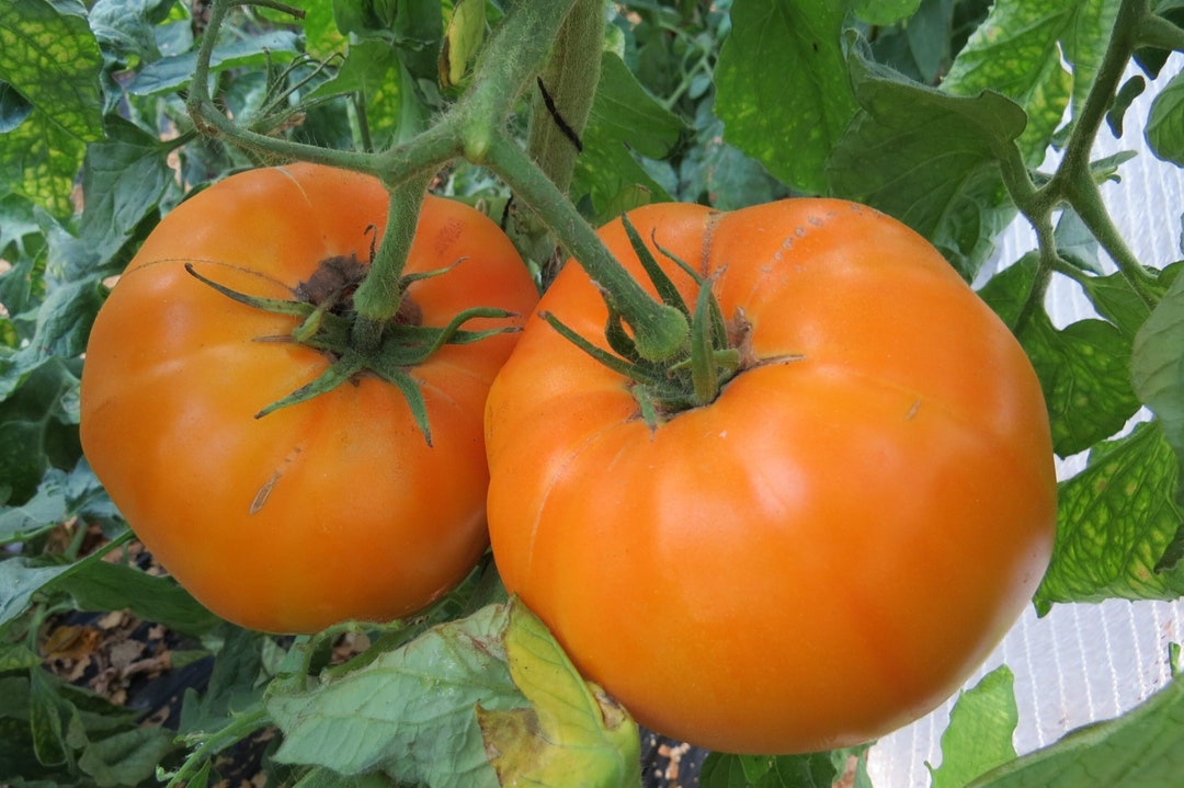 Djena Lee Heirloom Tomato 50 Seeds - Organically Grown and Non-gmo ...
