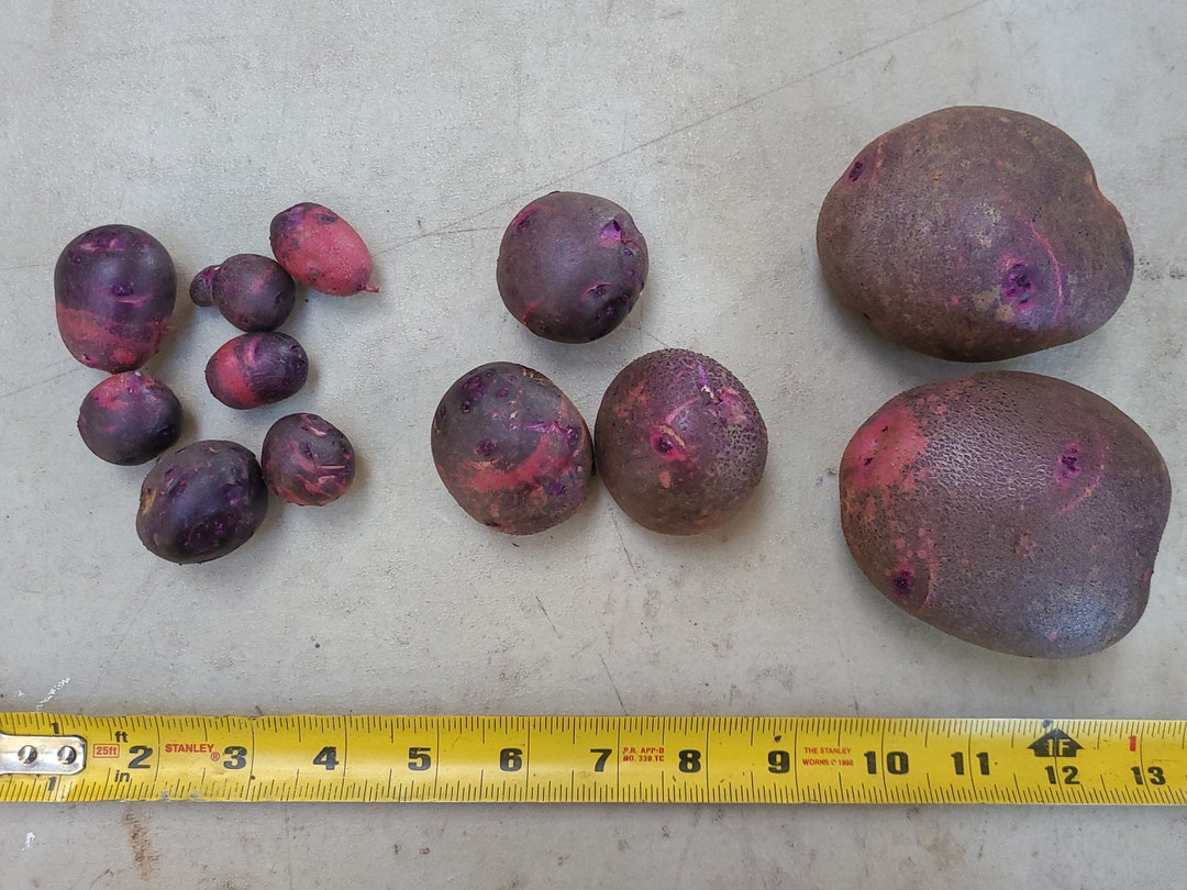 Purple Viking Seed Potatoes - for Planting 2026 - Organic (solanum ...