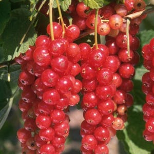 Gooseberry & Currant Live Cuttings - Black Velvet, Josta, Captivator ...