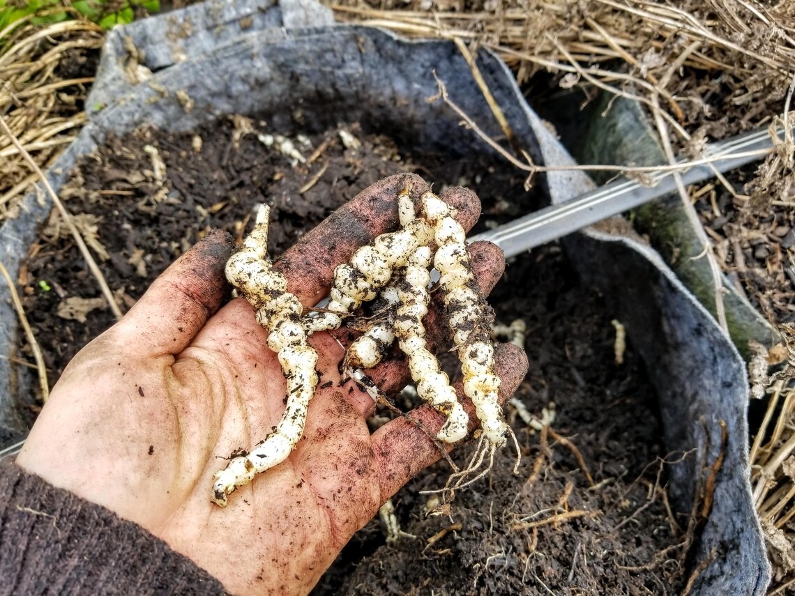 Chinese Artichoke Live Tubers / Roots AKA Crosnes Chirogi - Etsy