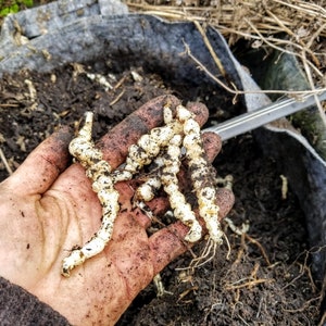 Chinese Artichoke Live Tubers / Roots AKA Crosnes, Betony, Gan Lu Zi ...