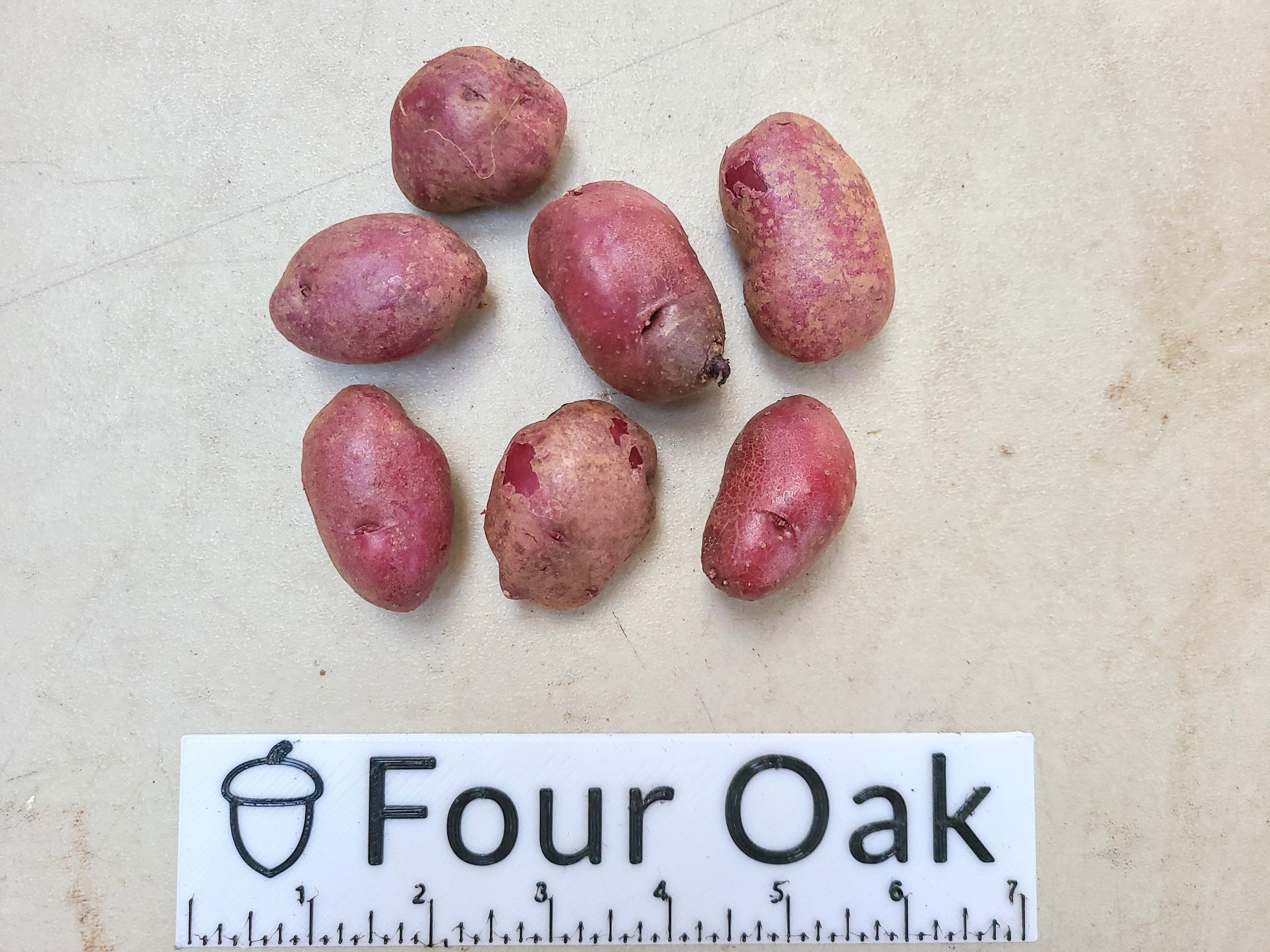 Loowit Seed Potatoes - for Planting 2026 - Organic (solanum Tuberosum ...