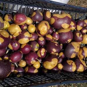 Masquerade Seed Potatoes - for Planting 2026 - Organic (solanum ...