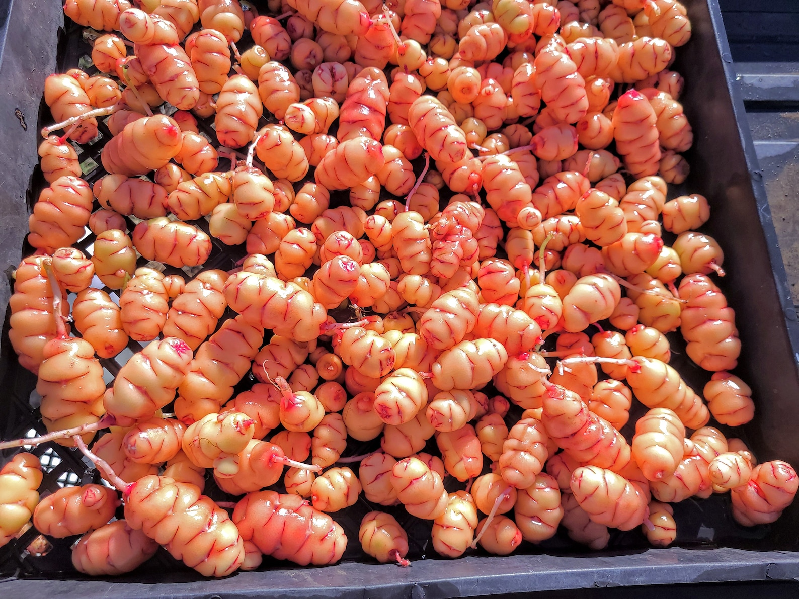 Oca Seed Tubers / Root for Planting Uqa, New Zealand Yam Organic oxalis ...