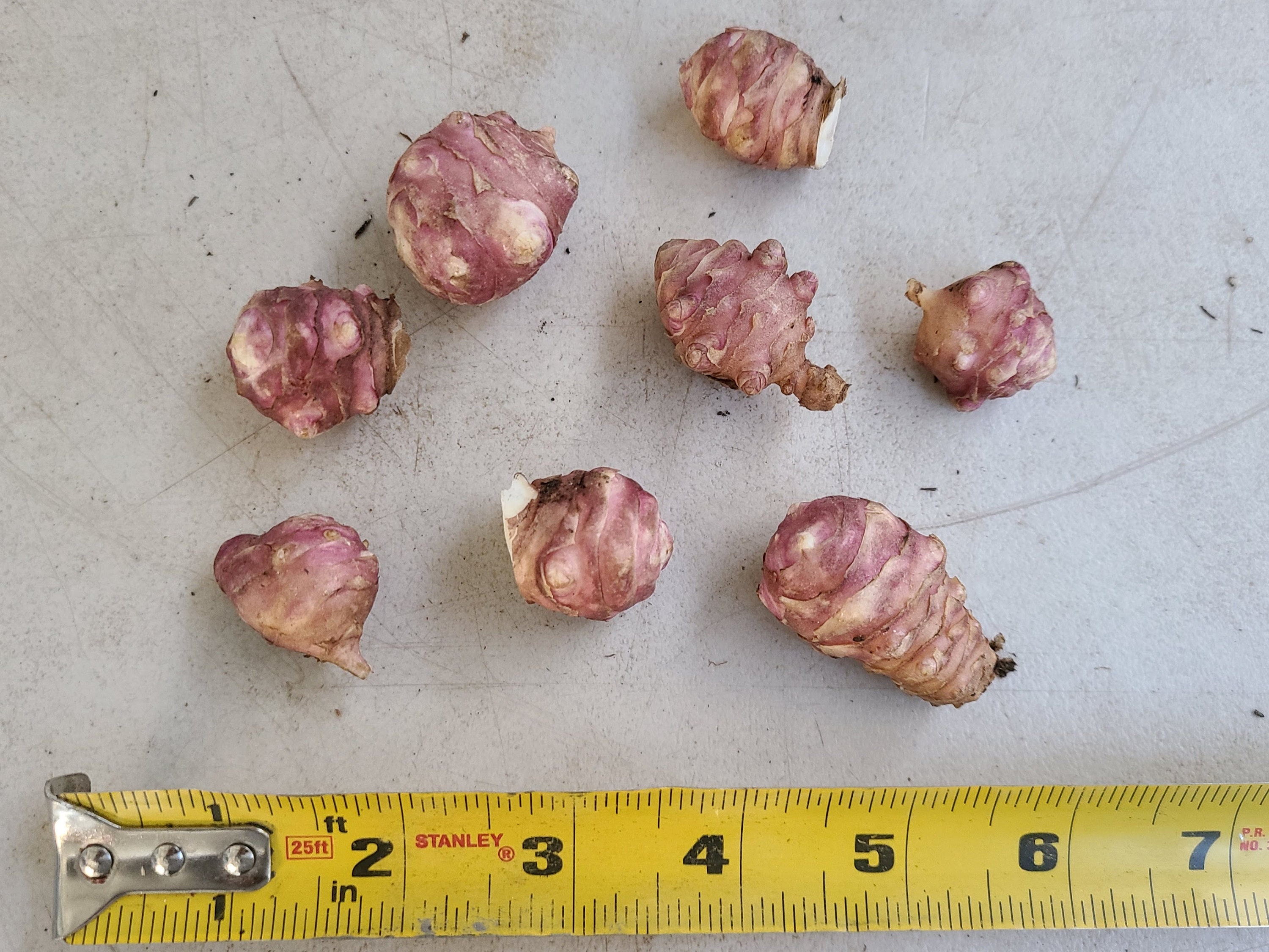 Aurora Sunchoke Seed Tubers for Planting AKA Jerusalem - Etsy