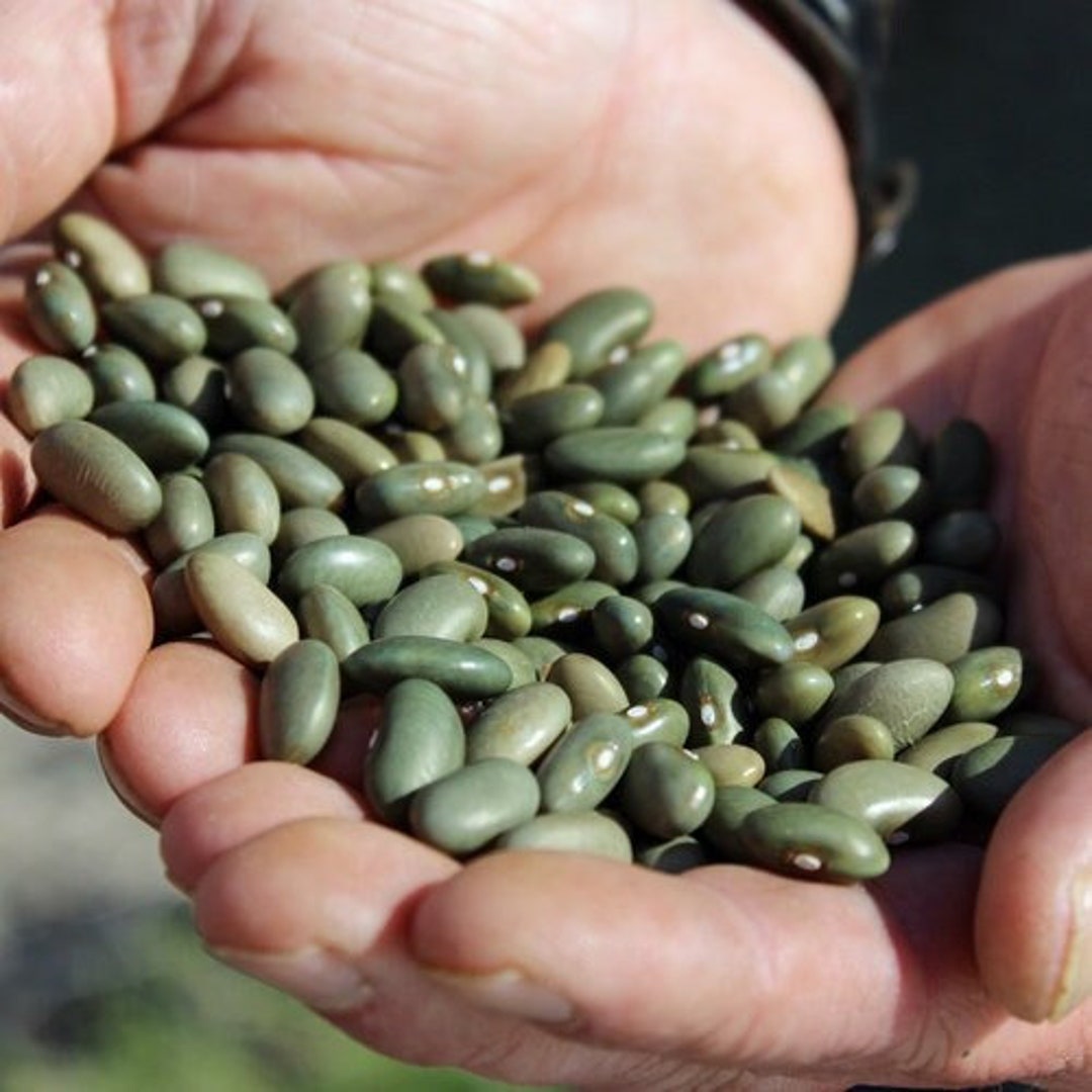 Mbombo Heirloom Bean 40 Seeds - Rare Green Color, Kenyan - Organic ...