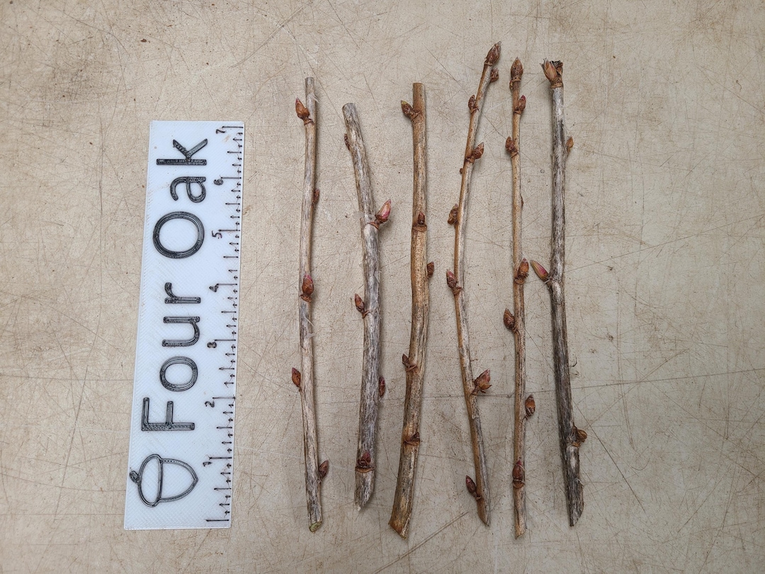 Gooseberry & Currant Live Cuttings - Black Velvet, Josta, Captivator ...