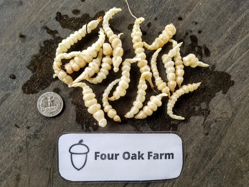 Chinese Artichoke Live Tubers / Roots AKA Crosnes Chirogi - Etsy