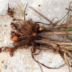 Chufa Seed Tubers for Planting - AKA Tiger Nut, Atadwe, Nutsedge ...