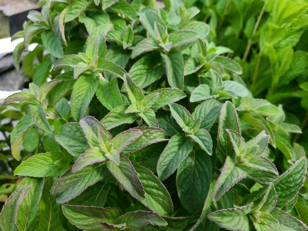 Hillary's Sweet Lemon Mint Cuttings - Live Plant Cuttings for Rooting ...