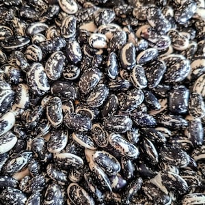 Haudenosaunee Skunk Bean - 25 Seeds - AKA Iroquois - Heirloom Non-gmo ...