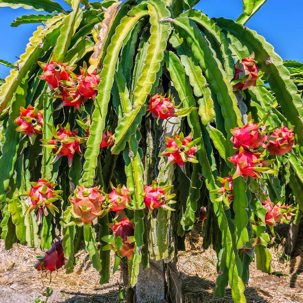 Dragon Fruit / Pitaya - Live Cuttings - Root Your Own Plant ...