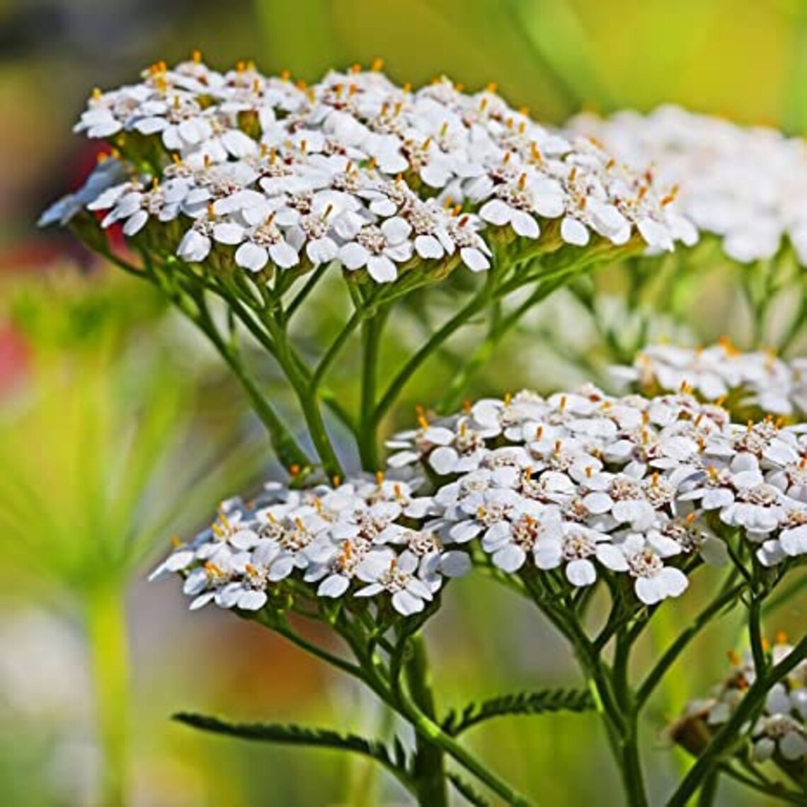 Yarrow Plants white Small Bare Root Organic achillea - Etsy Canada