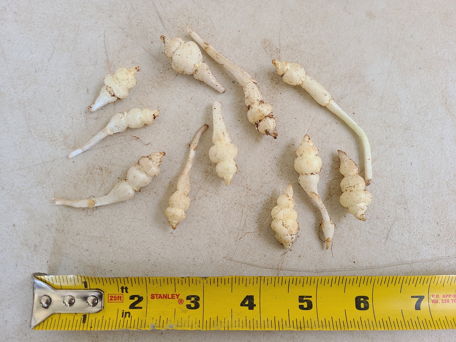 Chinese Artichoke Live Tubers / Roots AKA Crosnes, Betony, Gan Lu Zi ...