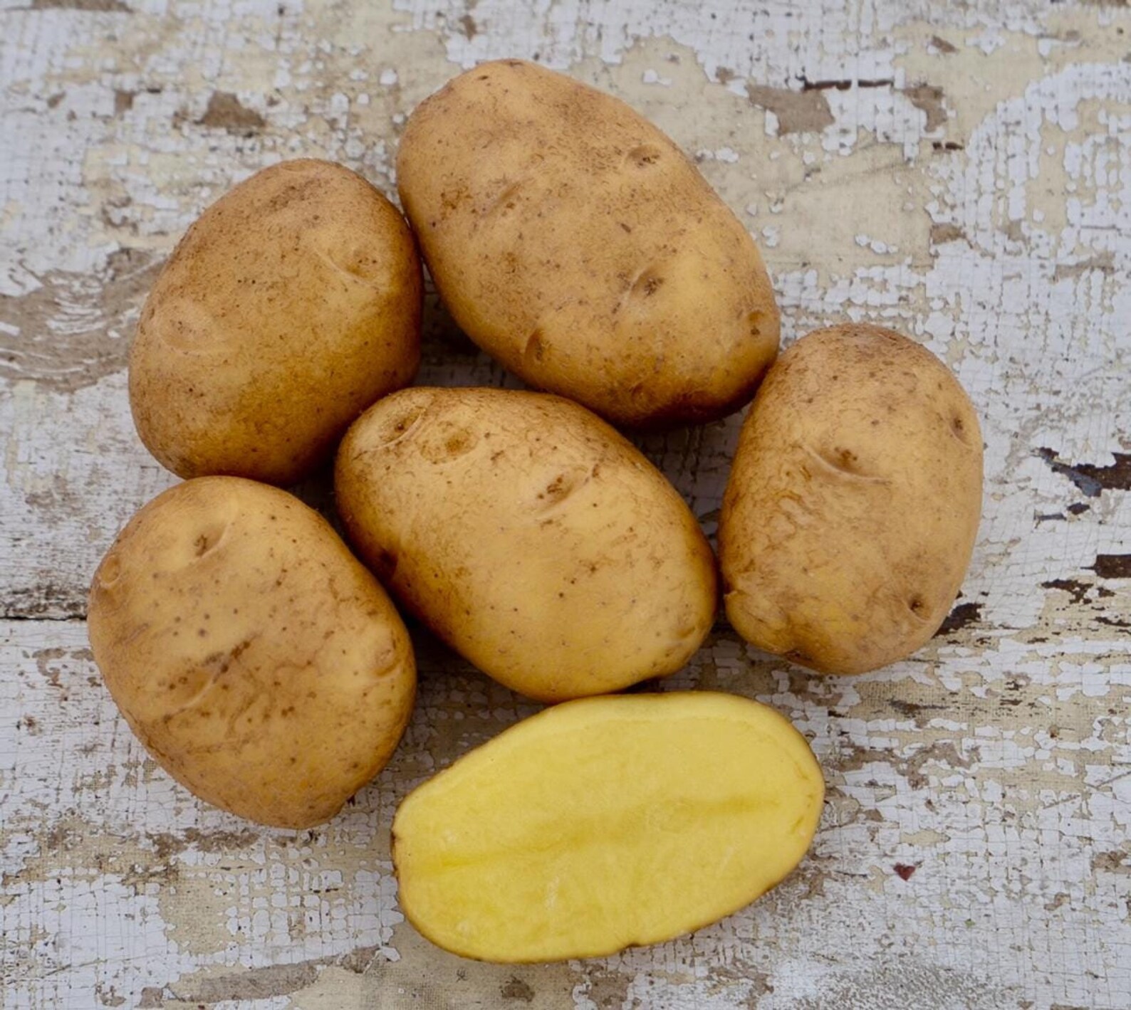 German Butterball Seed Potatoes - for Planting 2026 - Organic (solanum ...