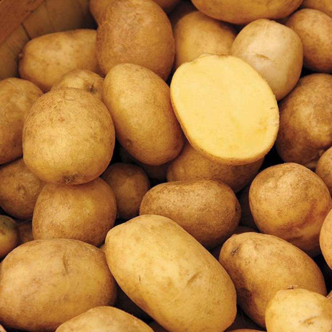 German Butterball Seed Potatoes for Planting 2025 Organic solanum ...