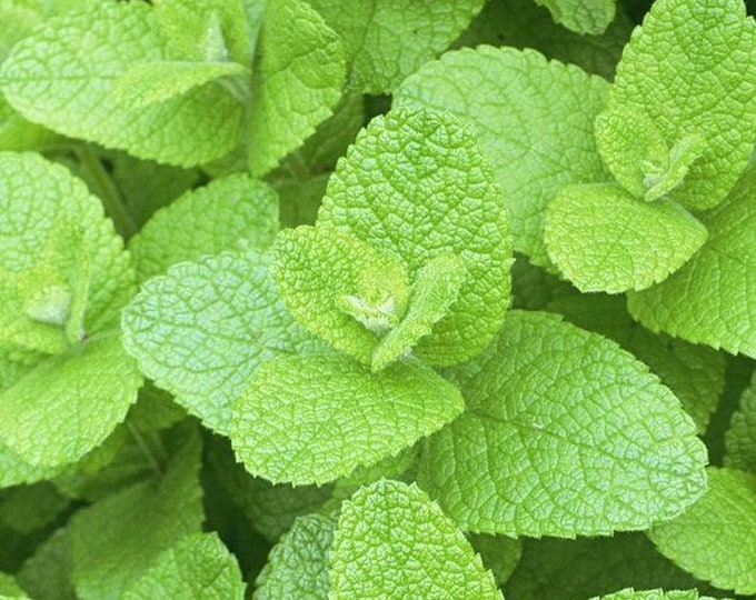 Apple Mint Cuttings Live Plant Cuttings for Rooting AKA Pineapple ...