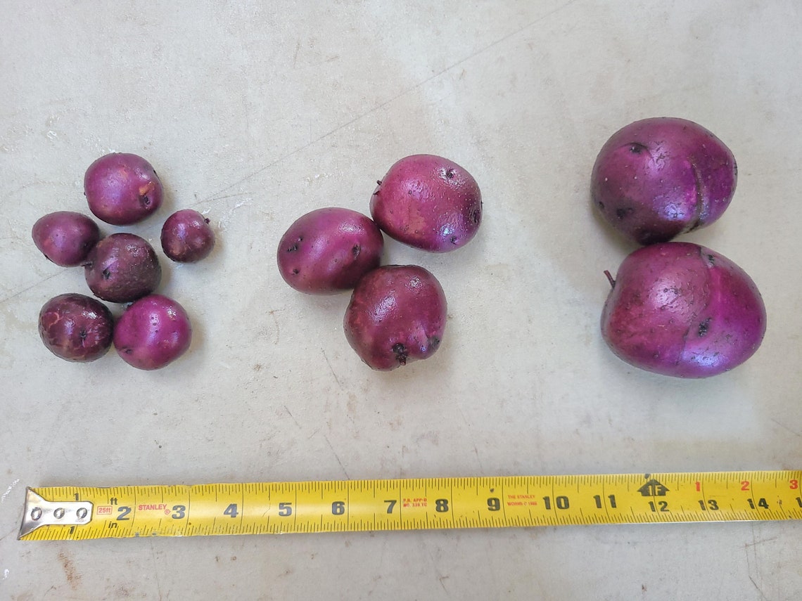 Huckleberry Gold Seed Potatoes - for Planting 2026 - Organic (solanum ...