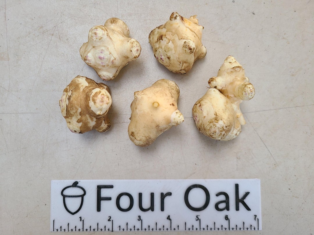 Stampede Sunchoke Seed Tubers for Planting - AKA Jerusalem Artichoke ...
