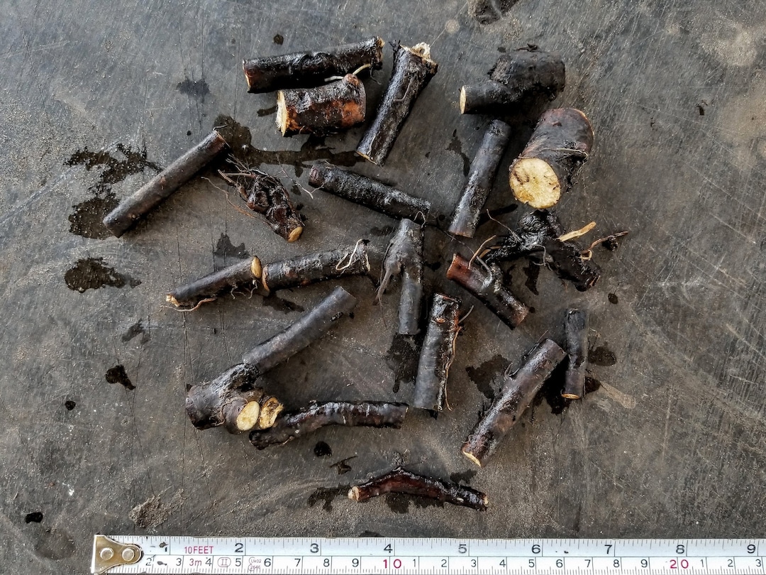 Russian Comfrey - 12 or 6 Live Root Cuttings - Bocking 14 - Organic ...