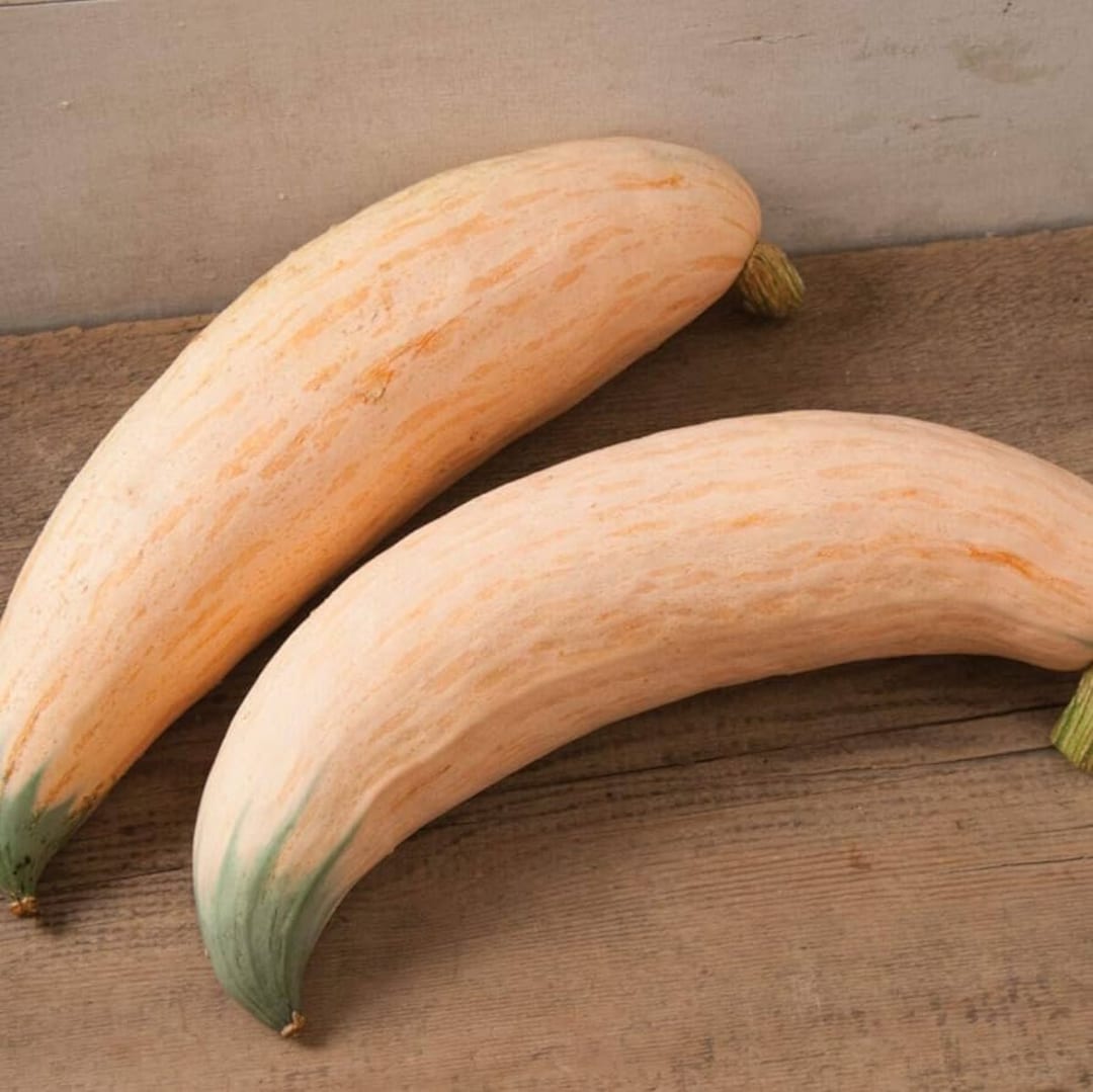 North Georgia Candy Roaster 20 Seeds - Heirloom Non-gmo - Organic ...