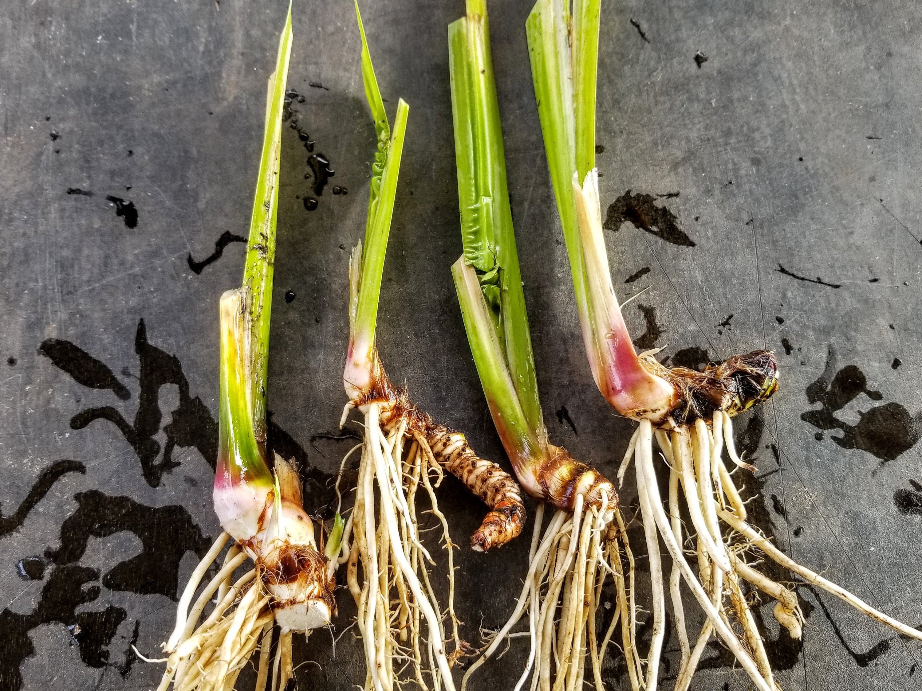 Sweet Flag Plant / Root - Live Bare Root - Organic (acorus Americanus ...