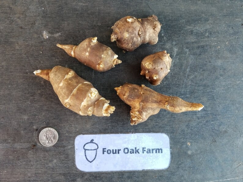 White Fuseau Sunchoke Seed Tubers for Planting AKA Jerusalem - Etsy