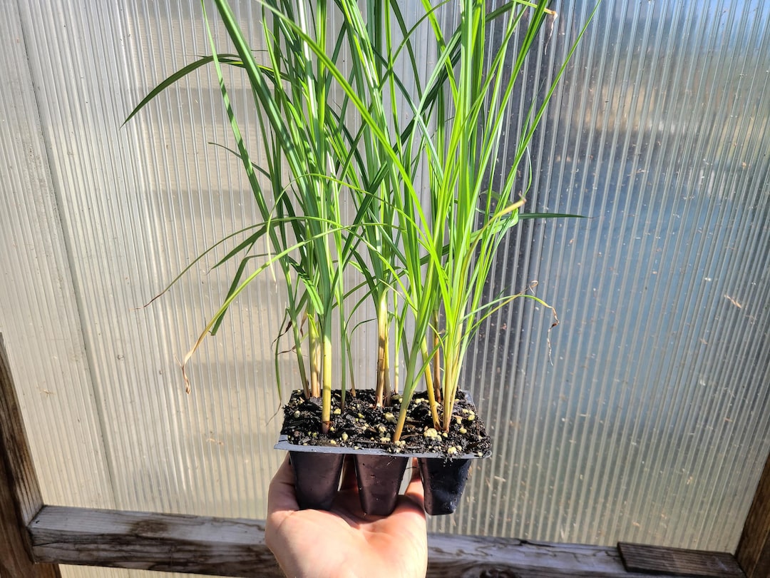 Chufa Live Plants - AKA Tiger Nut, Atadwe, Nutsedge, Pfende, Xufa ...