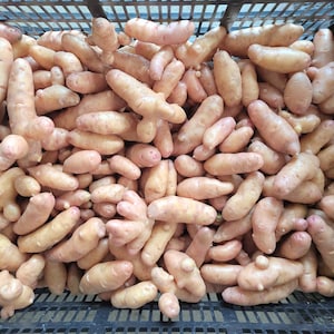 Rose Finn Apple Seed Potatoes AKA Pink Fir Apple, Rosa Tannenzapfen ...